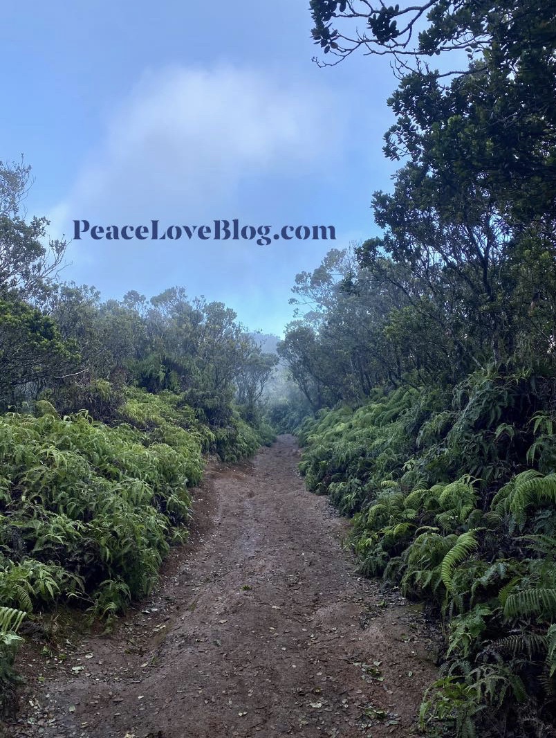 My Own Path – PEACELOVE